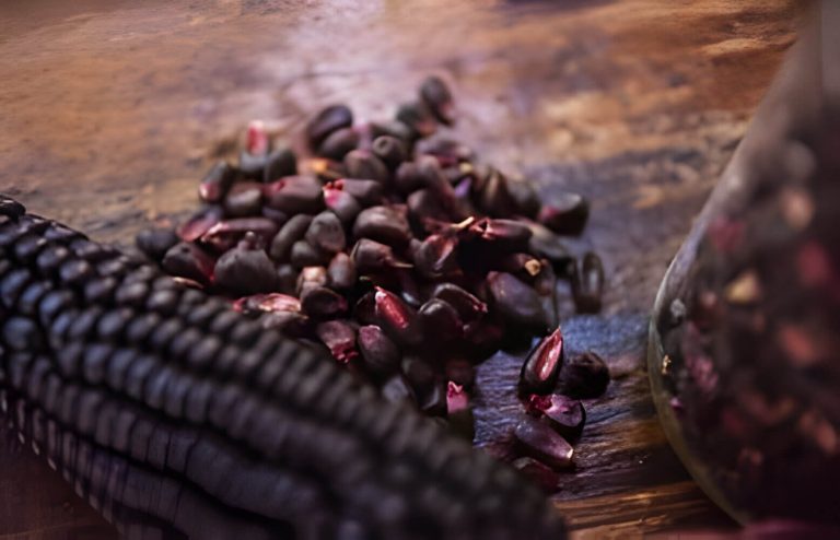 El maíz morado mexicano: un tesoro gastronómico y cultural – Sabores México