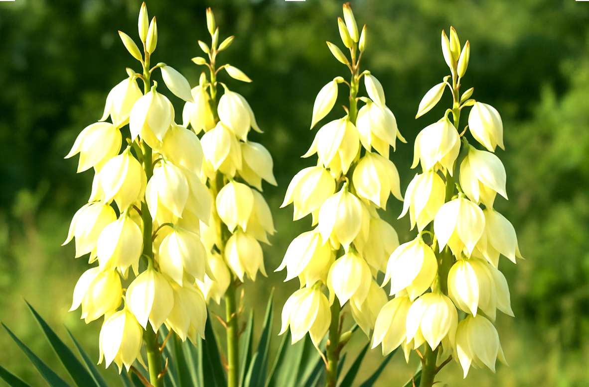 Flor de izote: sabor silvestre en la cocina tradicional mexicana ...